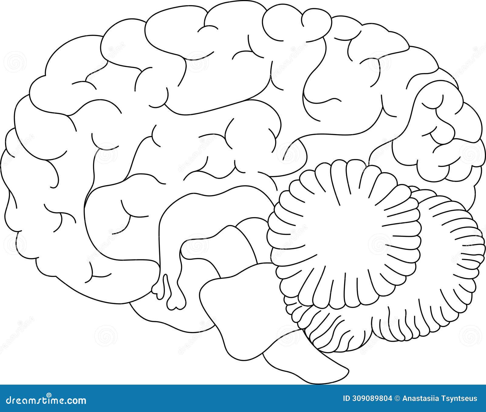 Human Brain. the Structure of the Brain. Line Drawing of the Brain ...