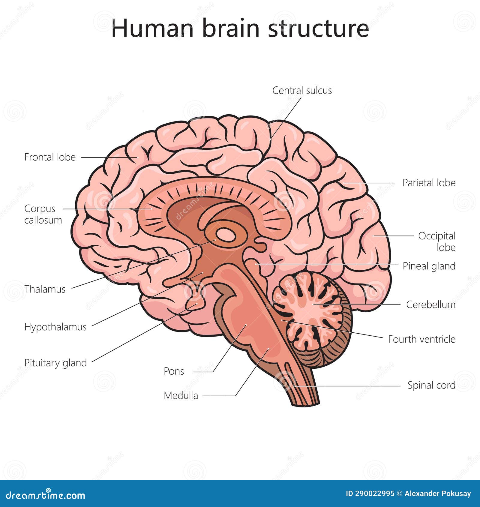 Human Brain Structure Diagram Medical Science Stock Vector ... Human Brain Structure Diagram Medical Science Stock Vector ...