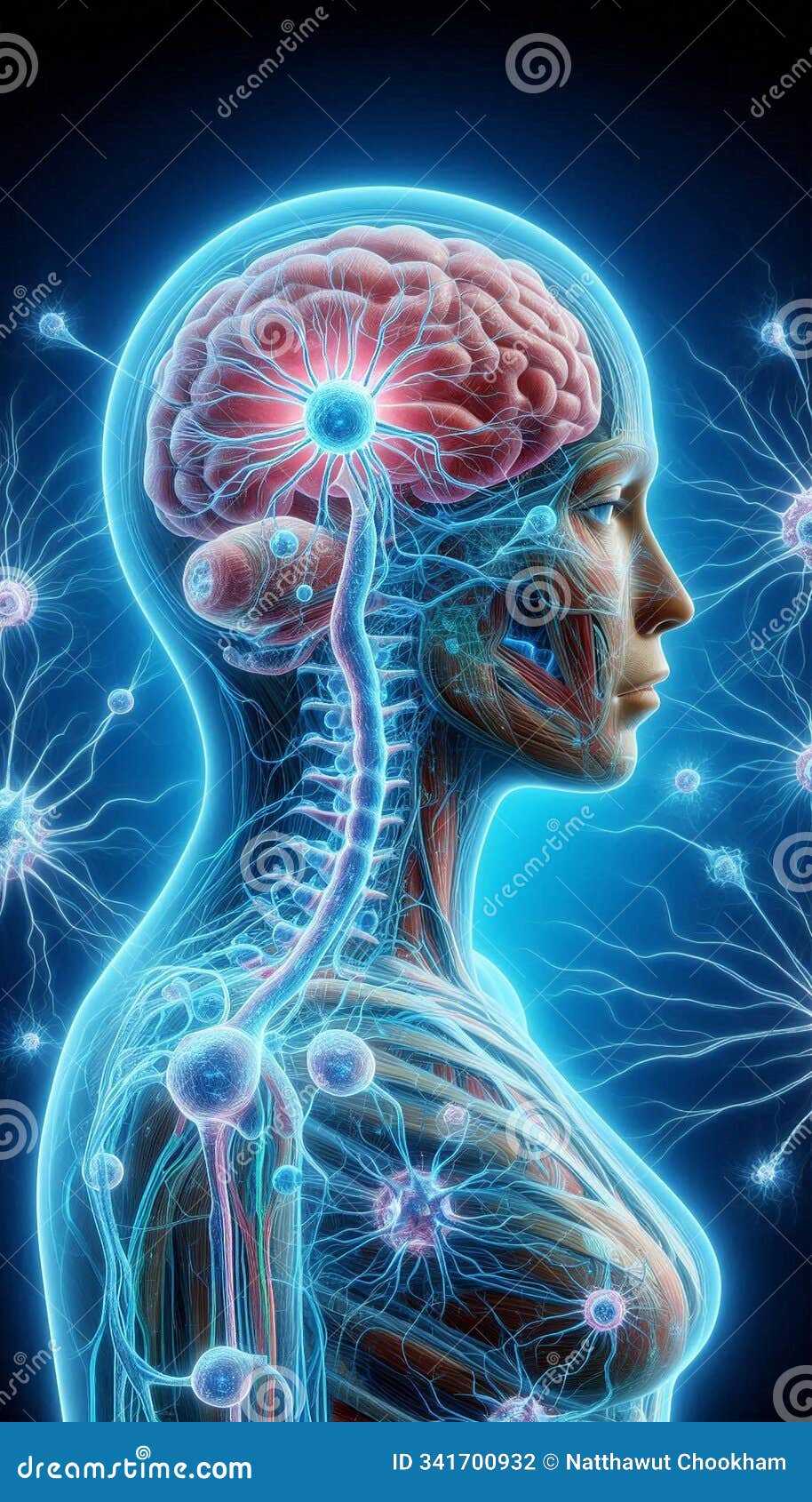 Human Brain System in Neural Network Visualization Stock Illustration ... Human Brain System in Neural Network Visualization Stock Illustration ...