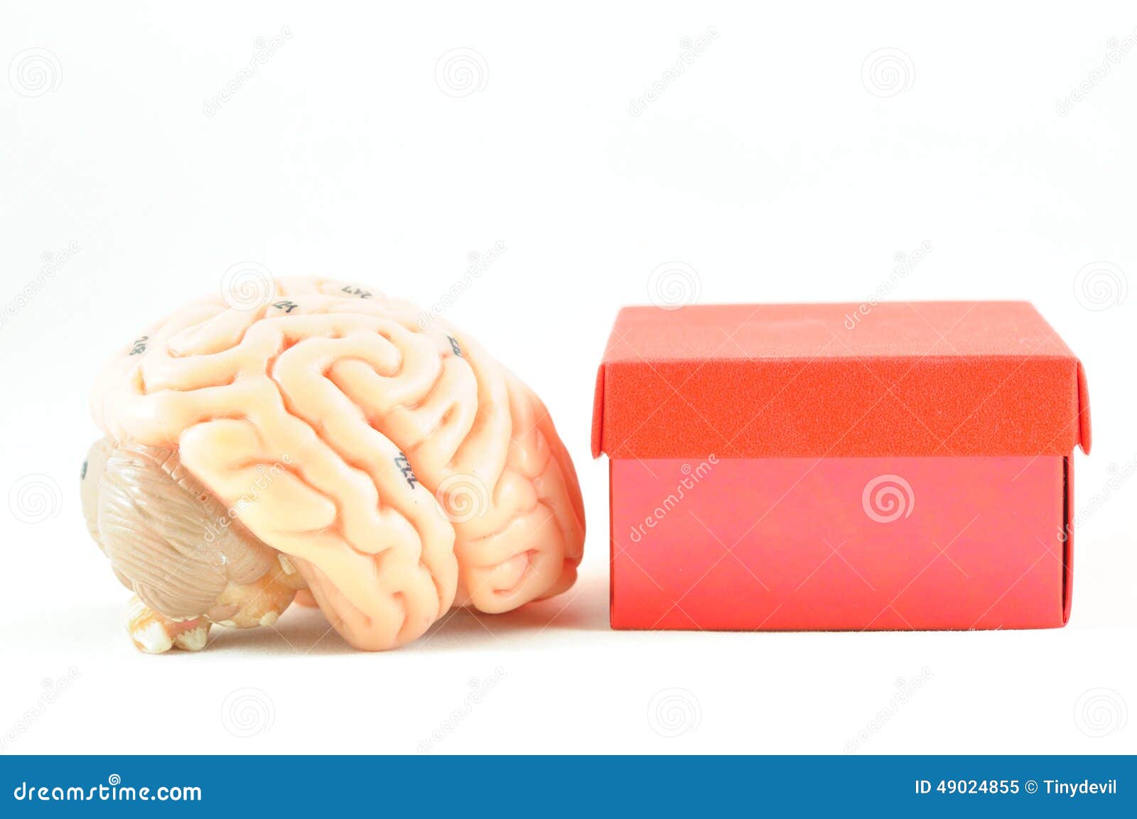 Human brain stock image. Image of anatomical, intellectual - 49024855