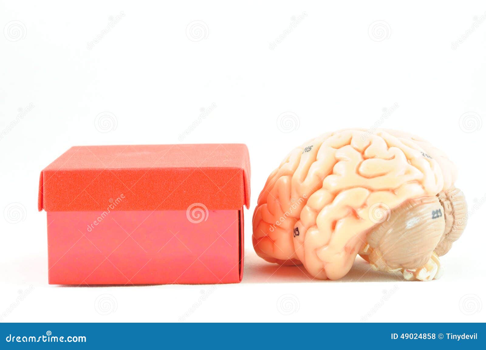 Human brain stock photo. Image of head, anatomical, genius - 49024858