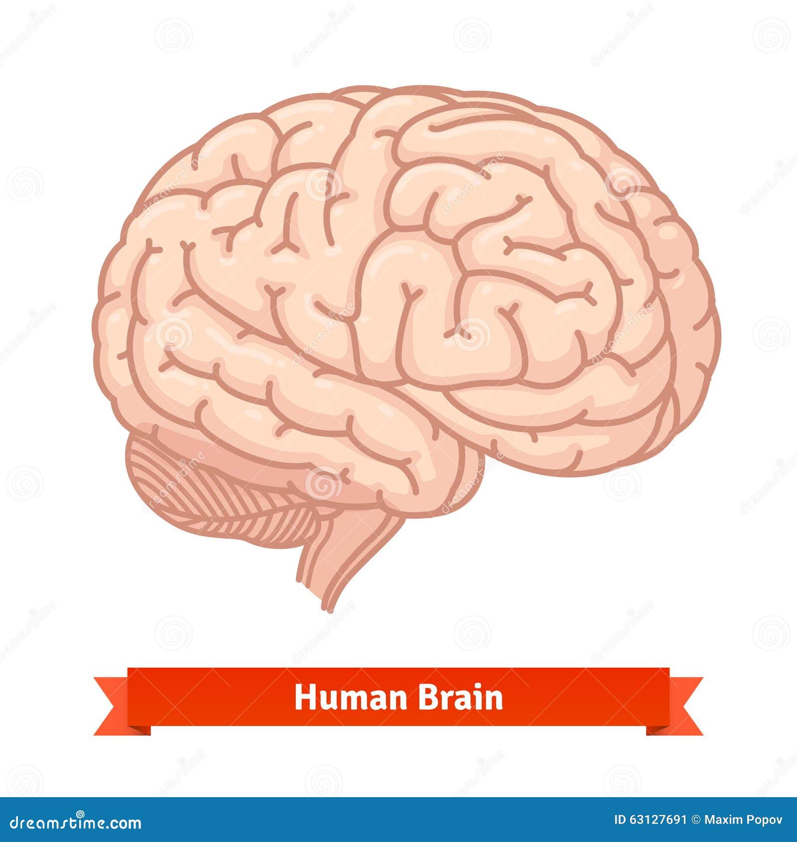 Human Brain. Three-quarter View Stock Vector - Illustration of genius ...