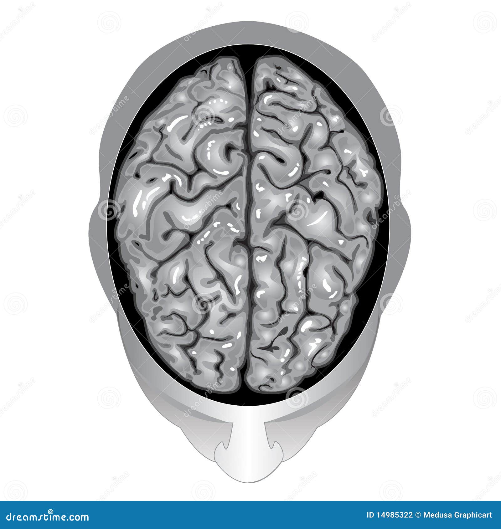 Human Brain Diagram Top View