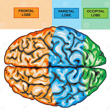 Human brain top view stock illustration. Illustration of cortex - 14985363