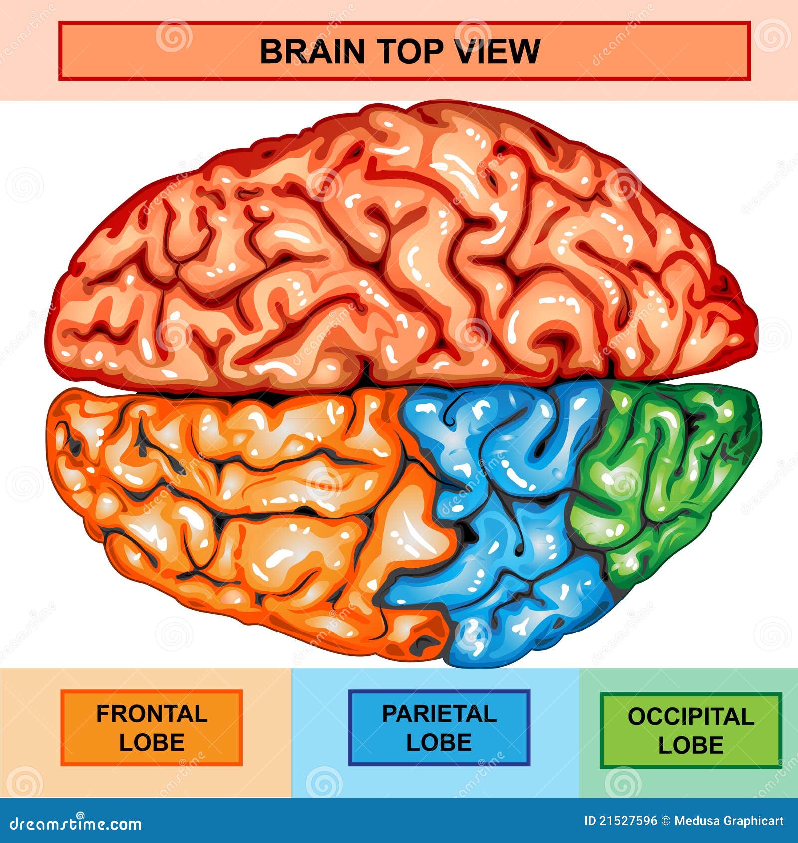Brain Top View Labeled