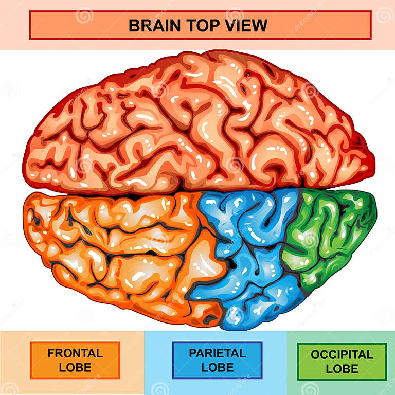 Human brain top view stock illustration. Illustration of body - 21527596
