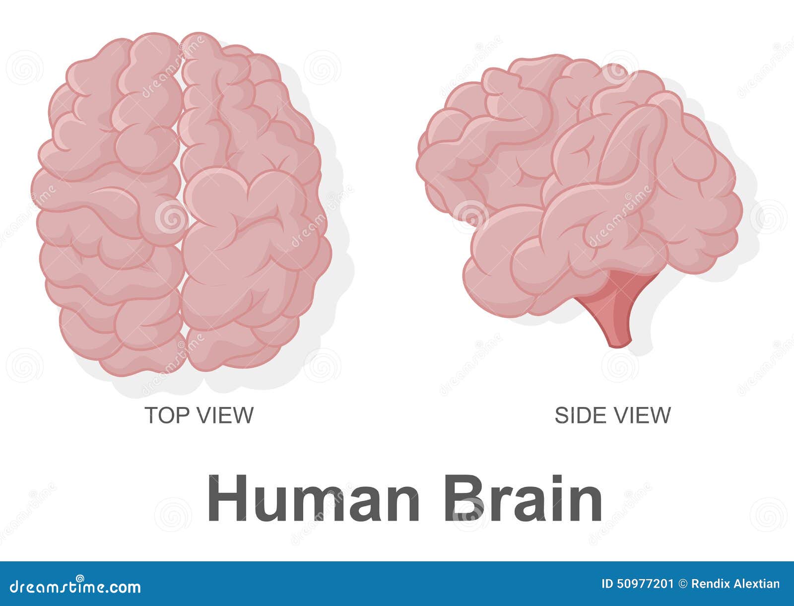 Human Brain in Top View and Side View Stock Vector - Illustration of ...