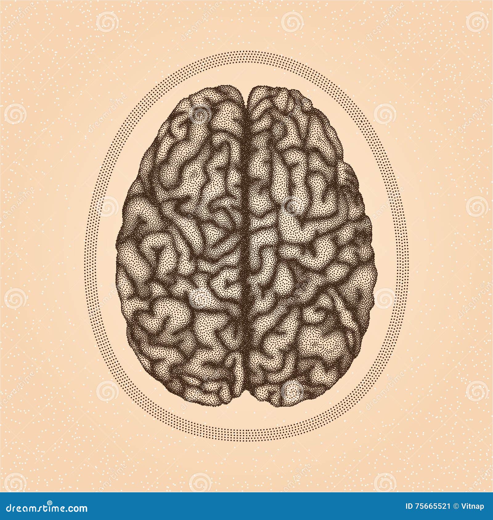 Human brain. Top view stock vector. Illustration of science - 75665521