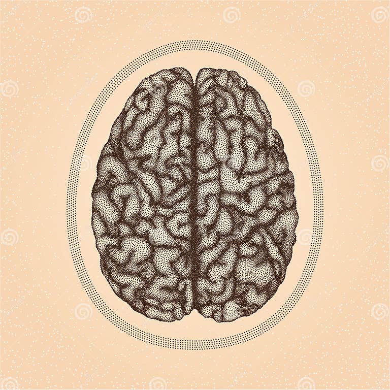 Human brain. Top view stock vector. Illustration of science - 75665521