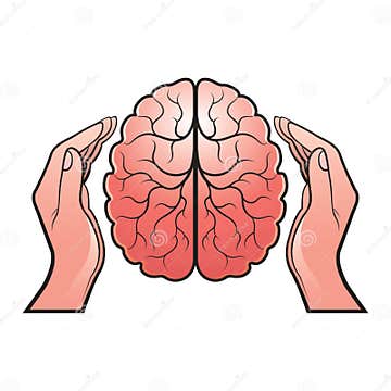 Human Brain and Two Hands Isolated on White Stock Vector - Illustration ...