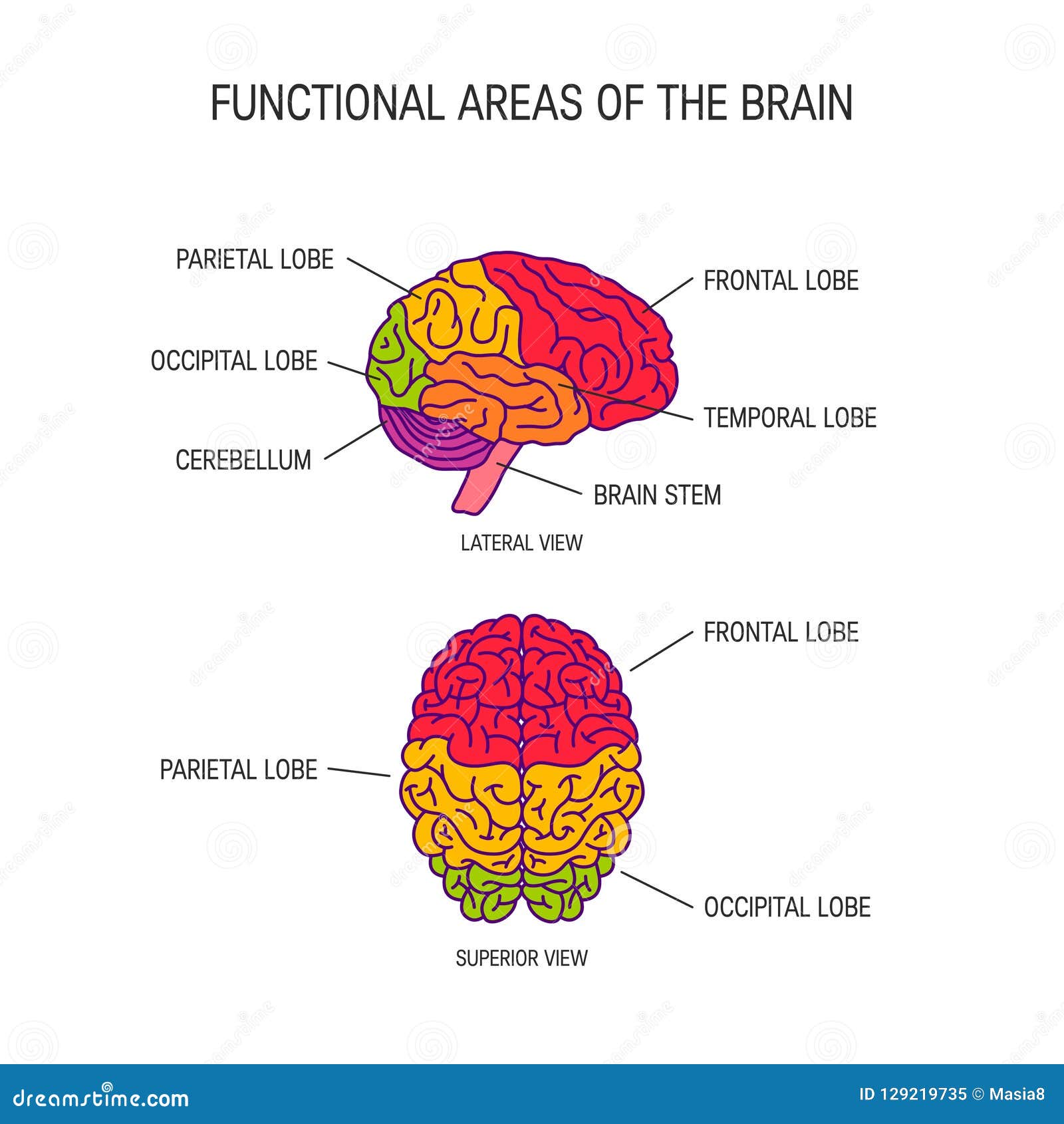 Functional Areas Of The Human Brain Diagram Vector Illustrations ... Functional Areas Of The Human Brain Diagram Vector Illustrations ...