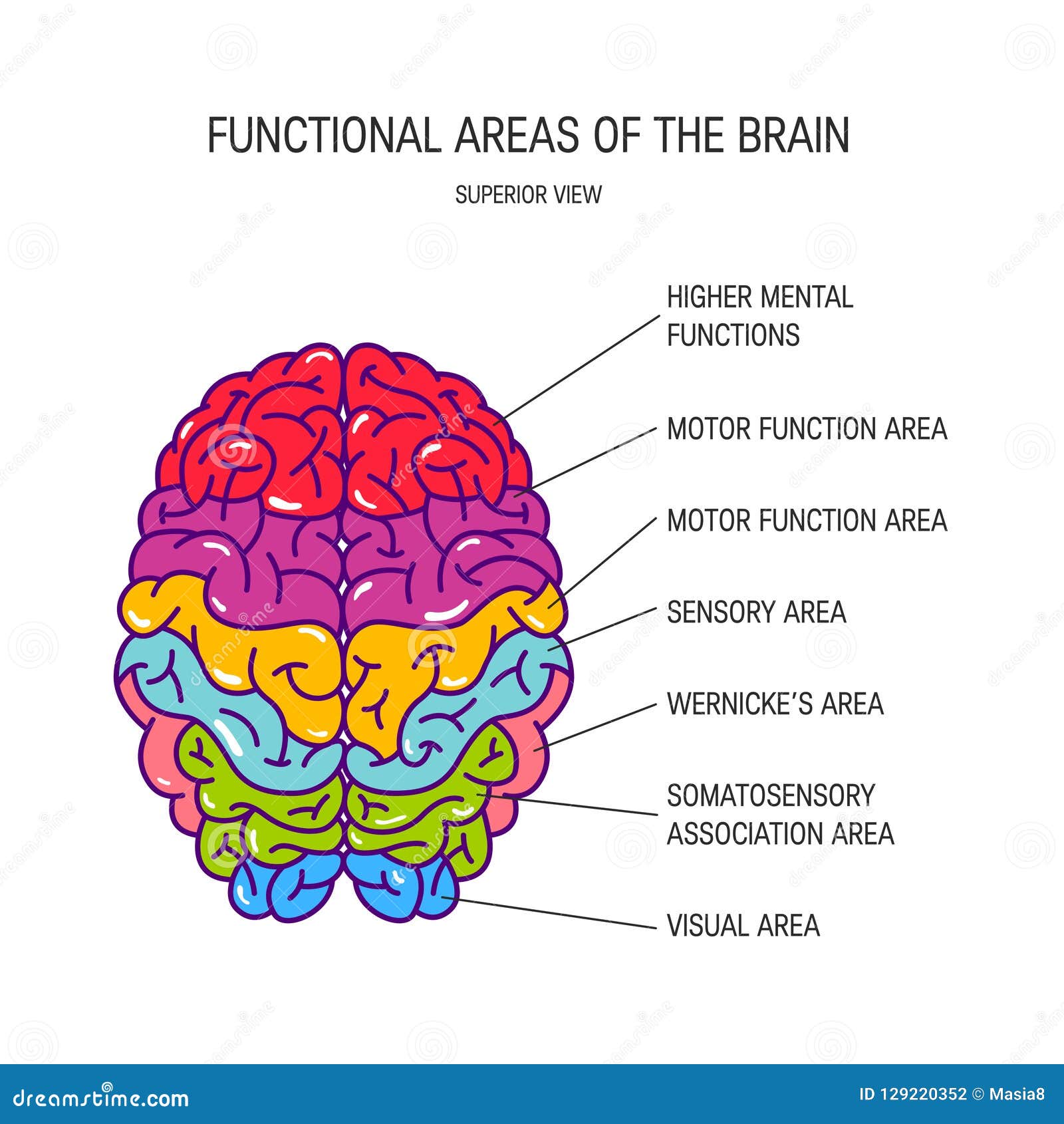 Functional Areas Of The Human Brain Diagram Vector Illustrations ... Functional Areas Of The Human Brain Diagram Vector Illustrations ...