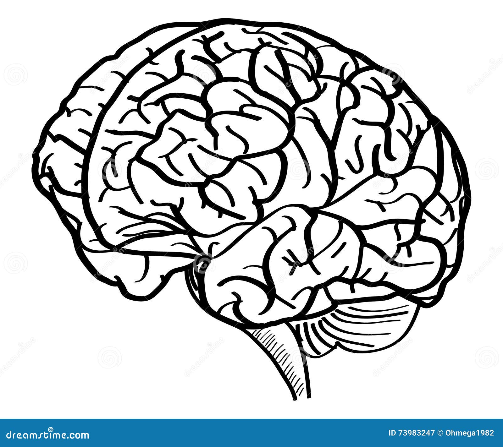 Human Brain Vector Outline Sketched Up Stock Vector - Illustration of ...