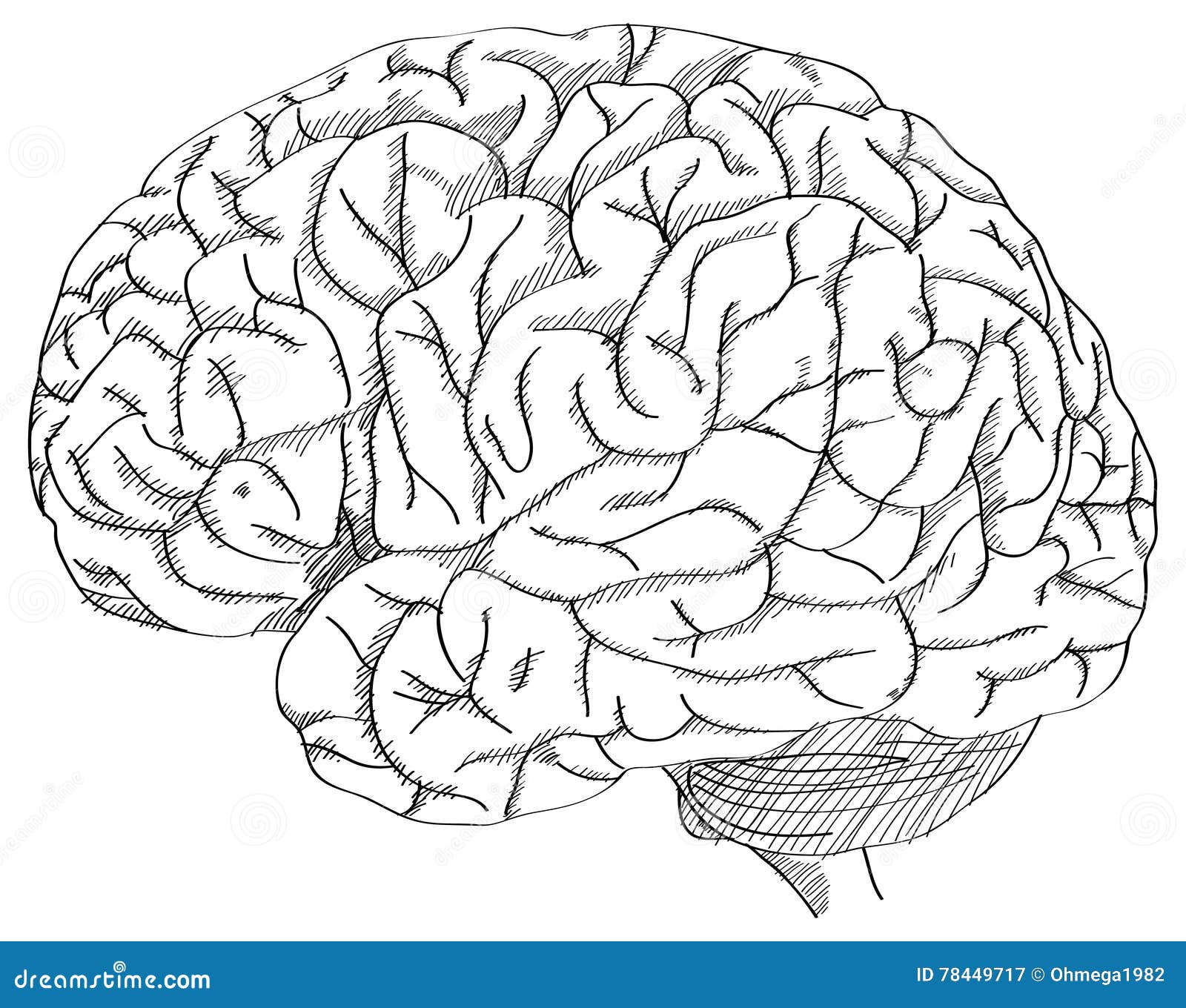 Human Brain Vector Outline Sketched Up Stock Vector - Illustration of ...
