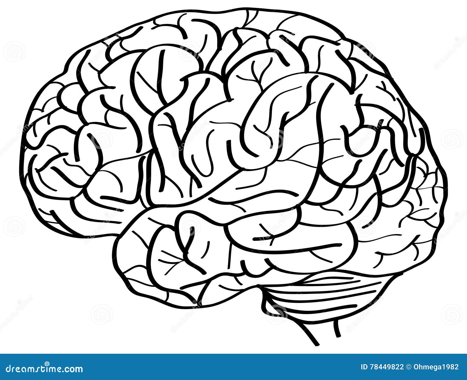 Human Brain Vector Outline Sketched Up Stock Vector - Illustration of ...