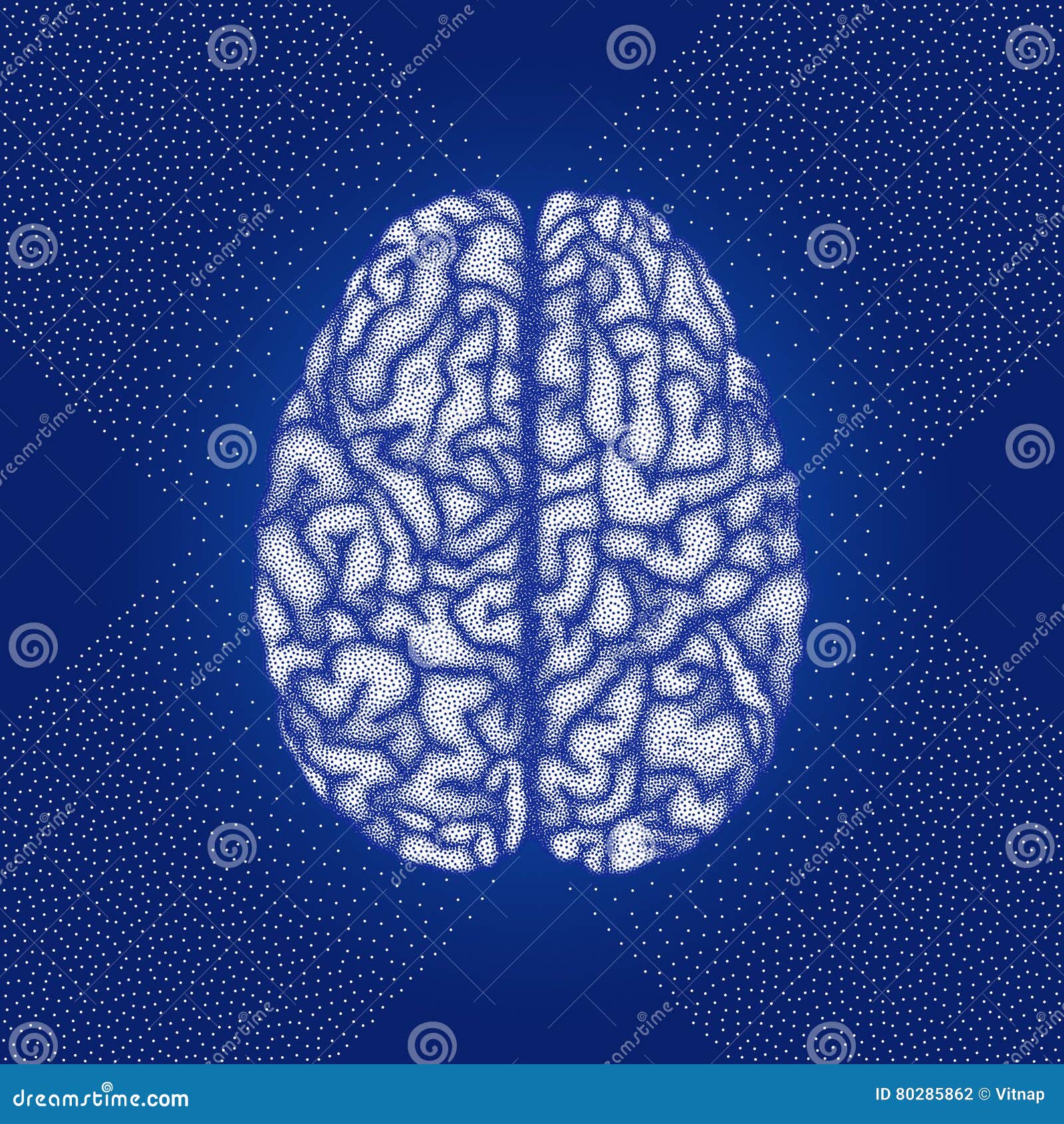 Human Brain. Vector. Top View Stock Vector - Illustration of abstract ...