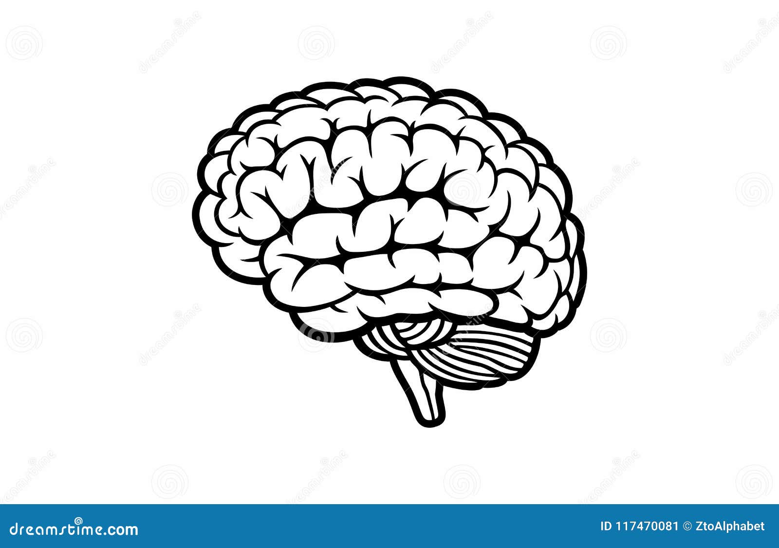 Human Brain Vector on White Background Stock Vector - Illustration of ...