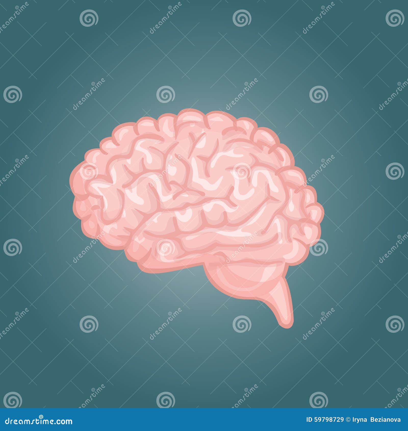 Human Brain Views. Top, Frontal, Side, Three Stock Vector ...