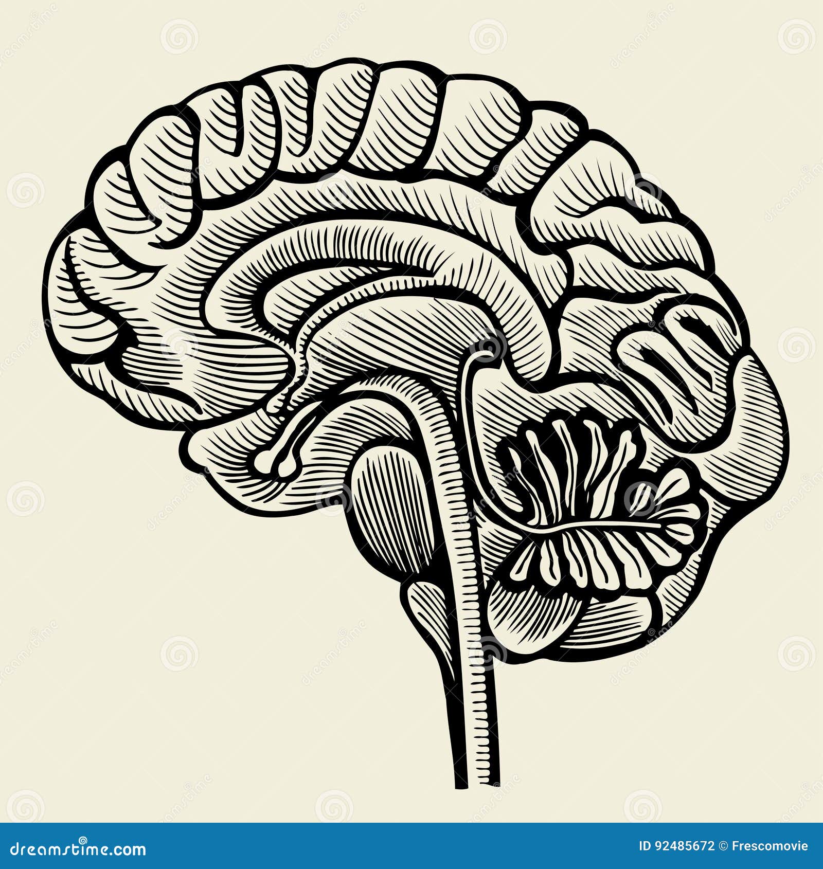 Human Brain - Vintage Engraved Illustration Stock Vector - Illustration ...