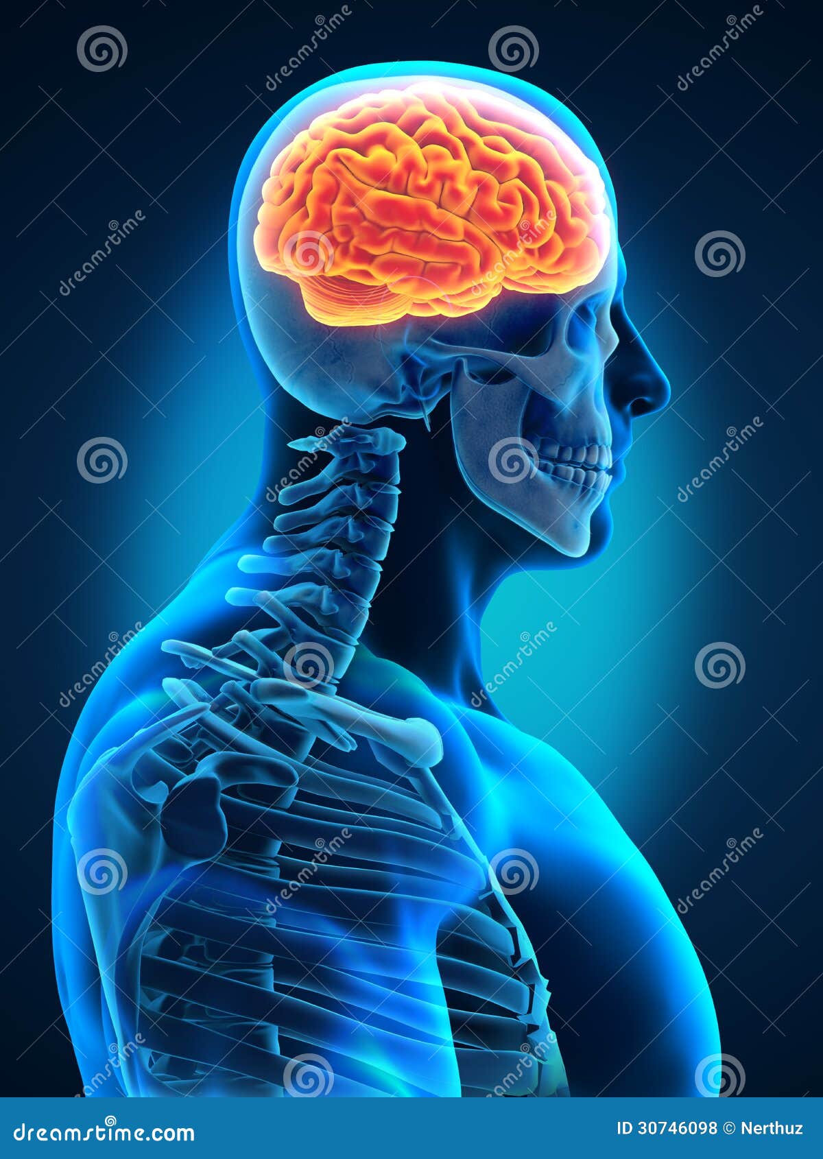 Human Brain with Visible Skull Lateral View Stock Illustration ...