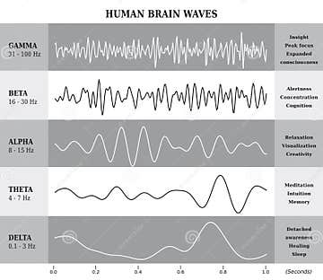 Human Brain Waves Diagram / Chart / Illustration Stock Vector ...