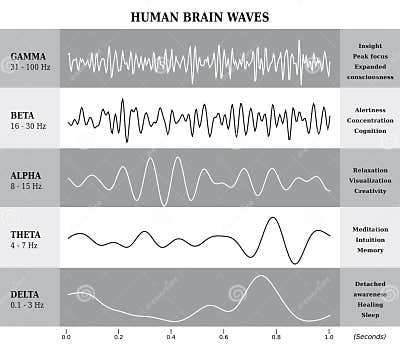 Human Brain Waves Diagram / Chart / Illustration Stock Vector ...