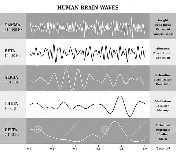 Human Brain Waves Diagram / Chart / Illustration Stock Vector ...
