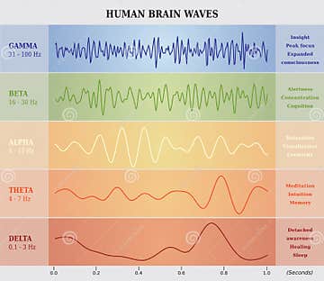 Human Brain Waves Diagram / Chart / Illustration Stock Vector ...