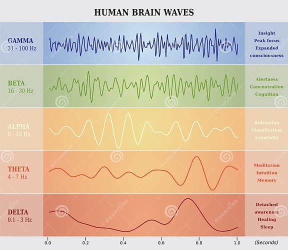 Human Brain Waves Diagram / Chart / Illustration Stock Vector ...