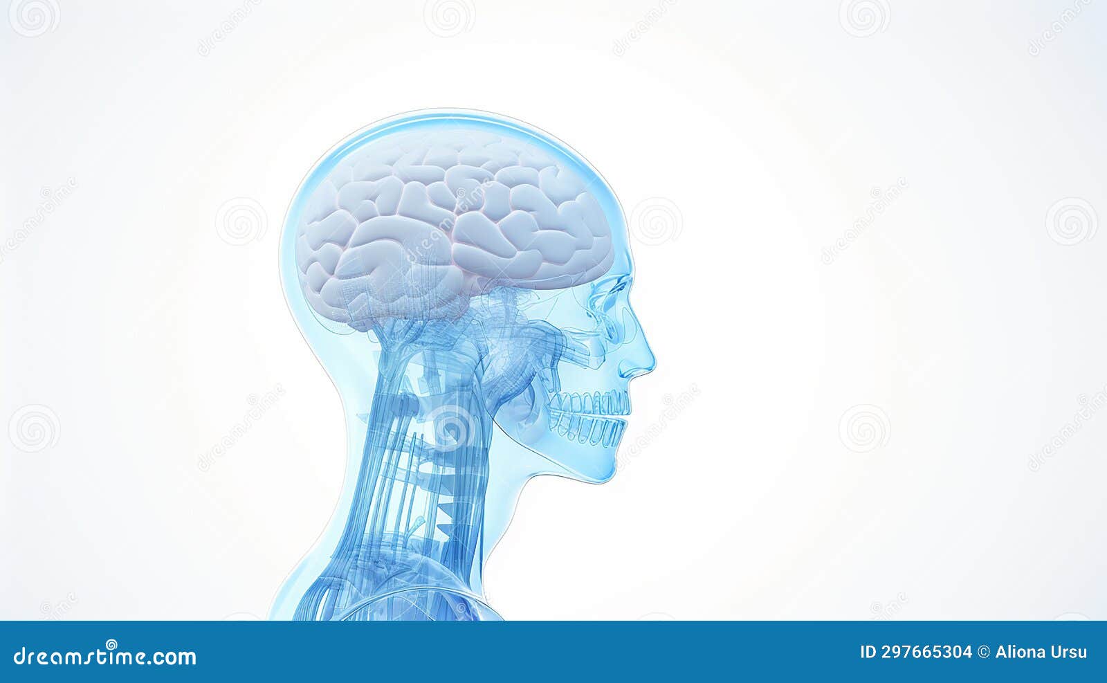 Human Brain on White Background with Copy Space Stock Illustration ...