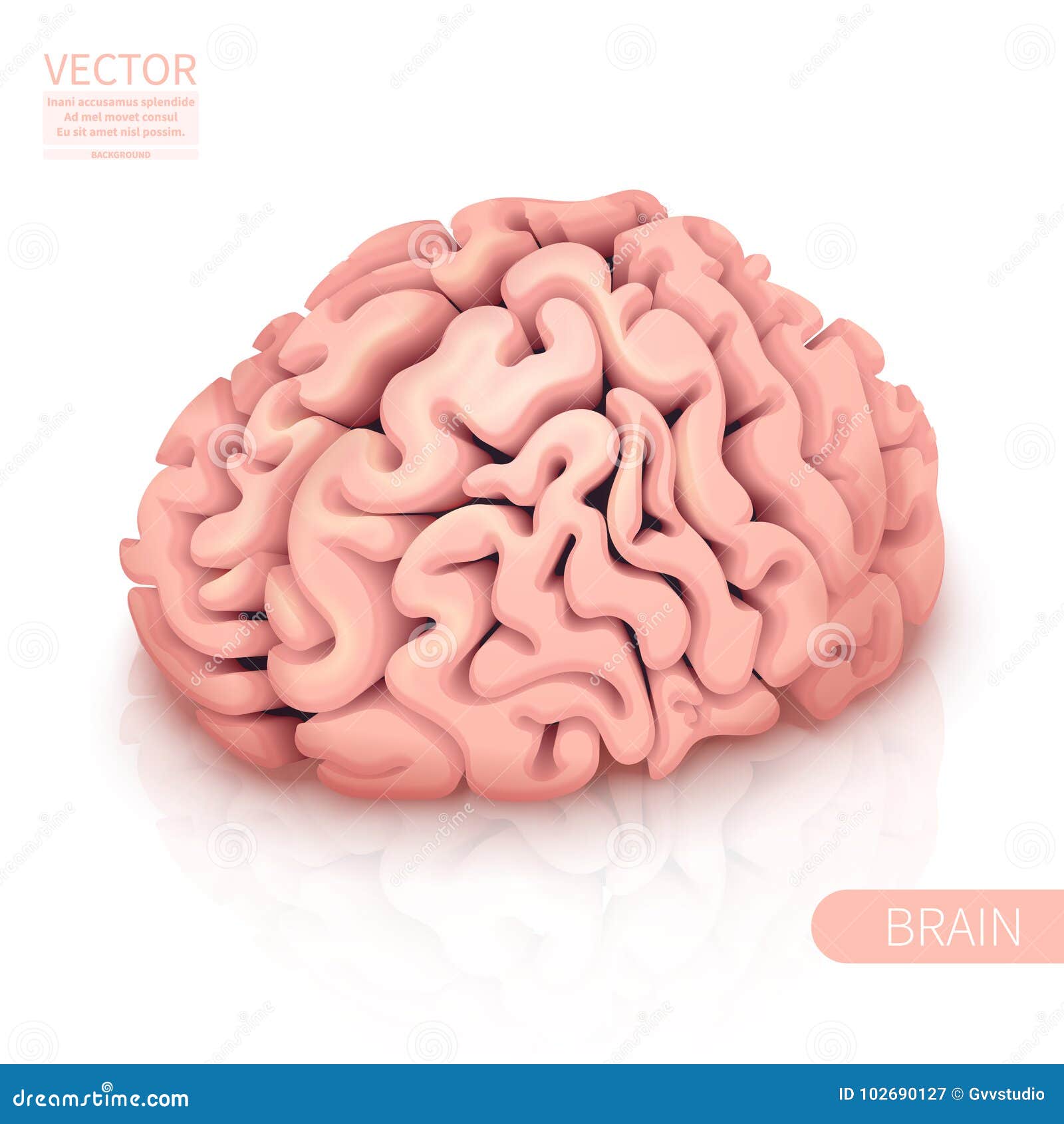 The Human Brain.Brain. on White Background. 3d Vector Icon. Stock ...