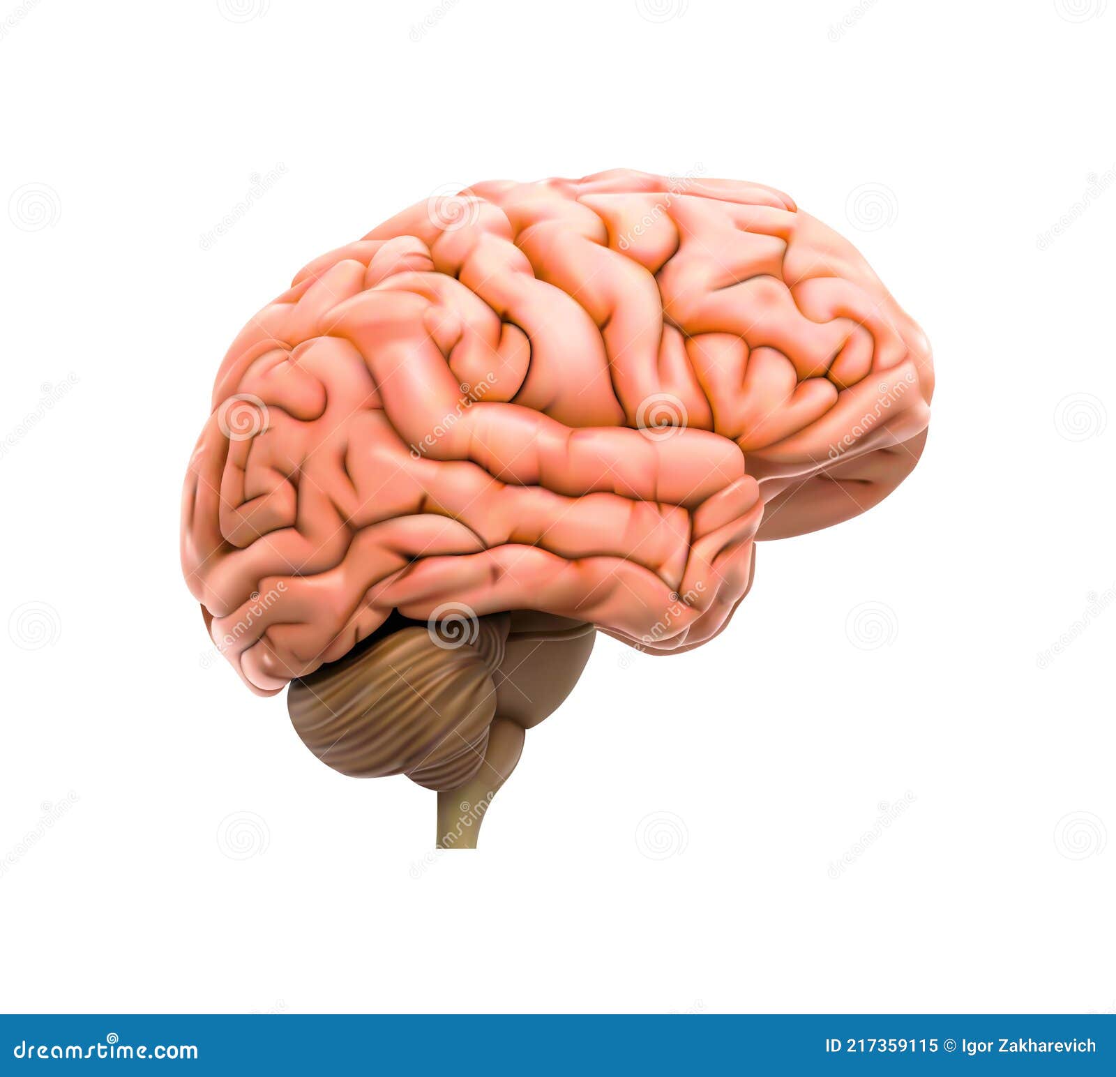 Human Brain on a White Background. Stock Vector - Illustration of ...