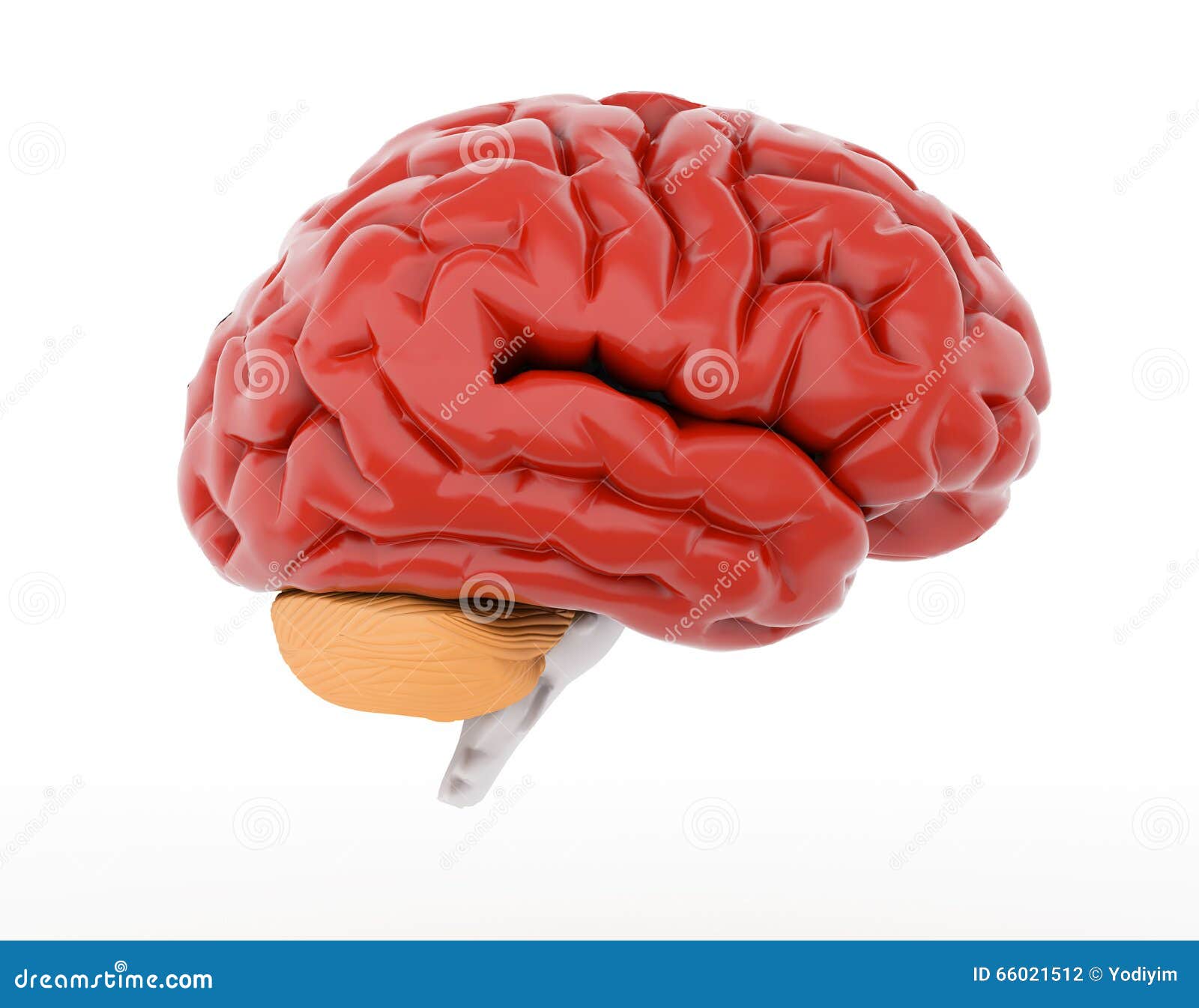 Human brain on white. stock illustration. Illustration of head - 66021512