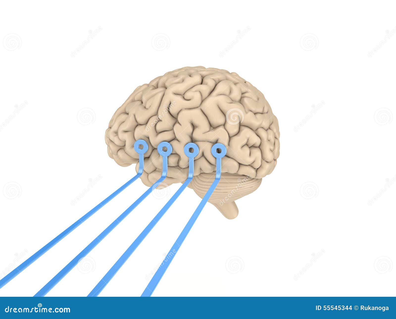 Human brain stock illustration. Illustration of biology - 55545344