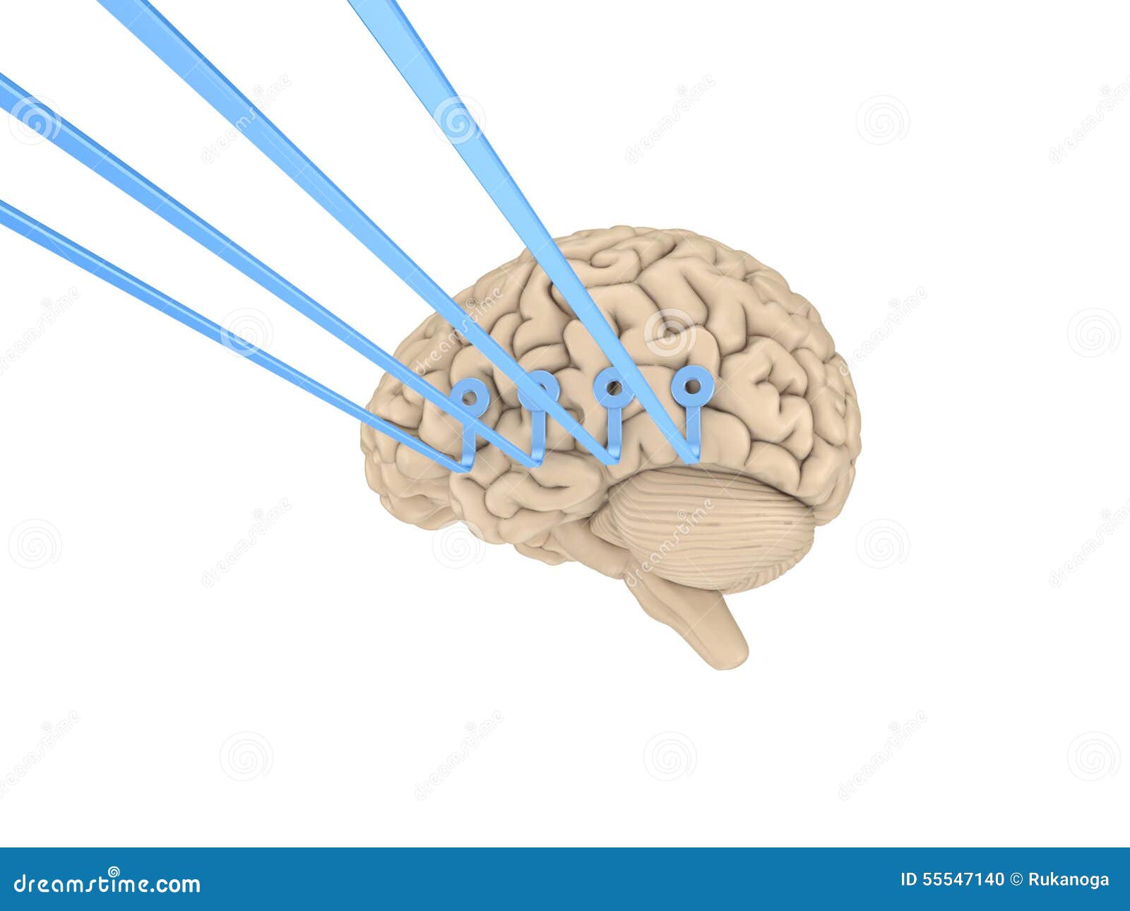 Human brain stock illustration. Illustration of information - 55547140