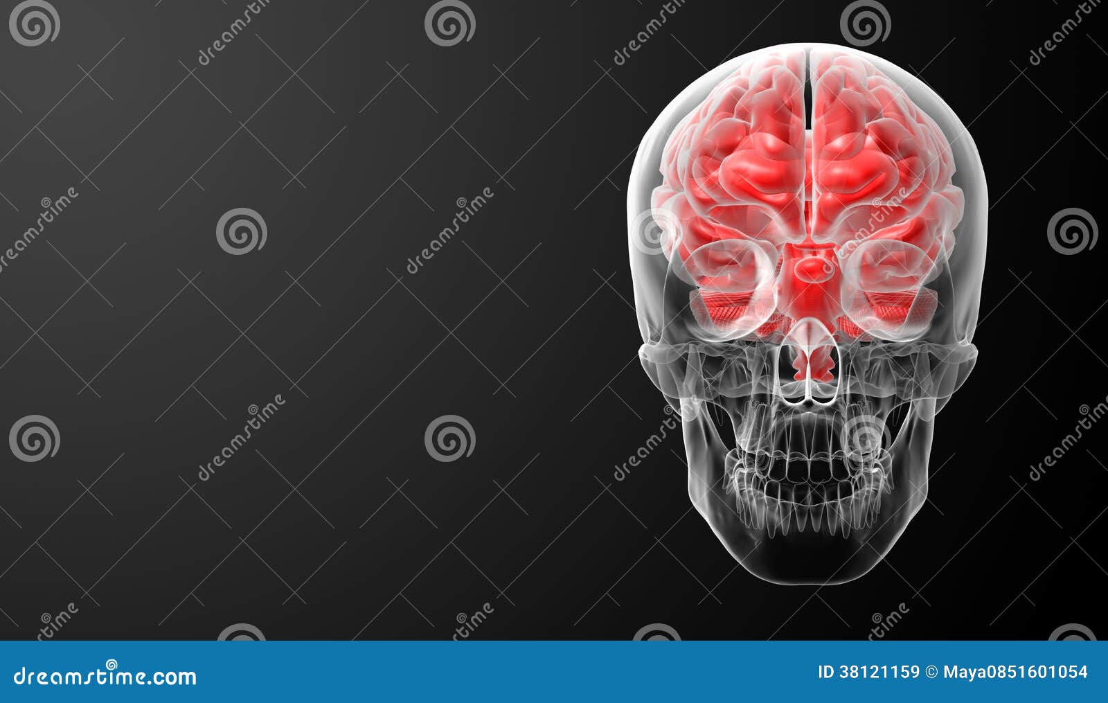 Human Brain X Ray Royalty Free Stock Images - Image: 38121159