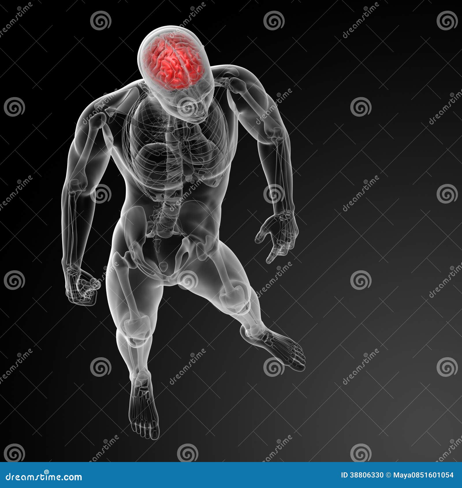 Xray Front And Side Brain Stock Illustration