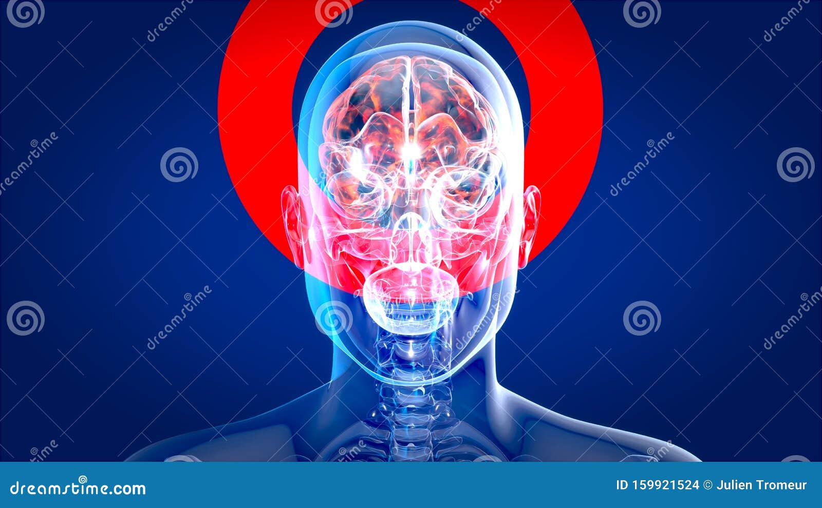 Human and Brain Xray, Human Anatomy, 3D Illustration Stock Illustration ...