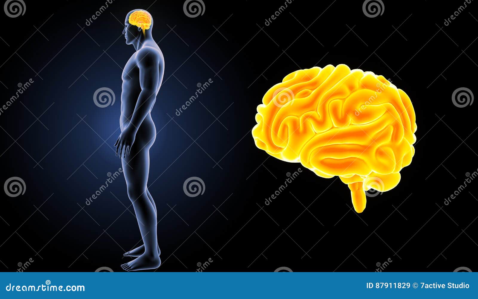 Forebrain Cartoons, Illustrations & Vector Stock Images - 671 Pictures ...