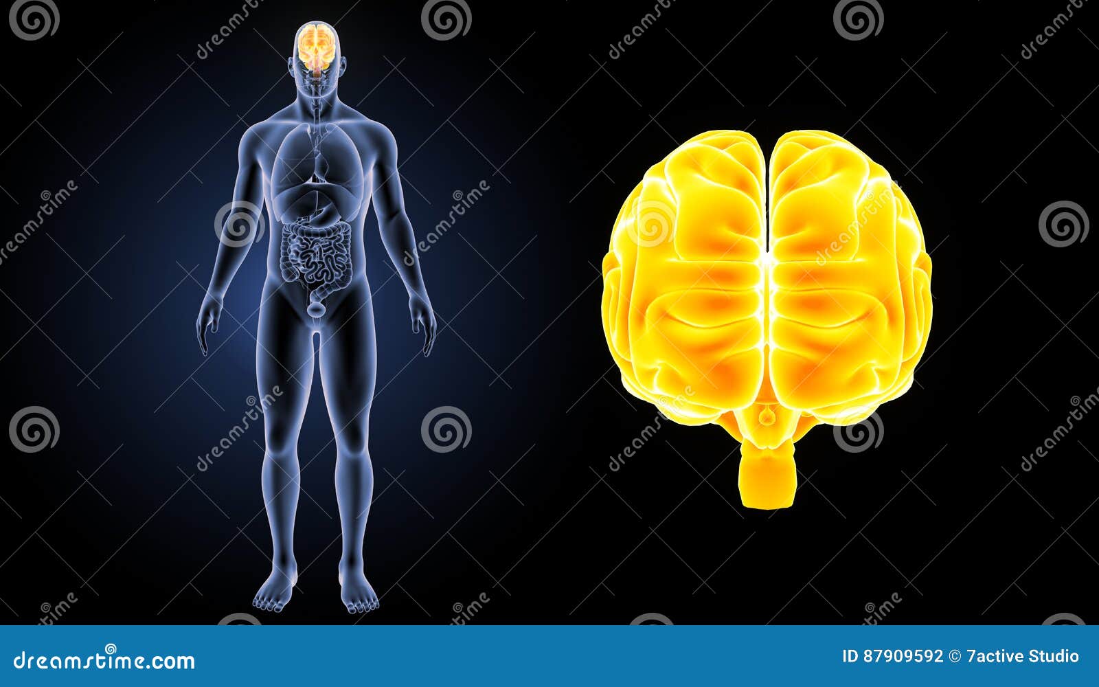 Human Brain Zoom with Organs Anterior View Stock Illustration ...