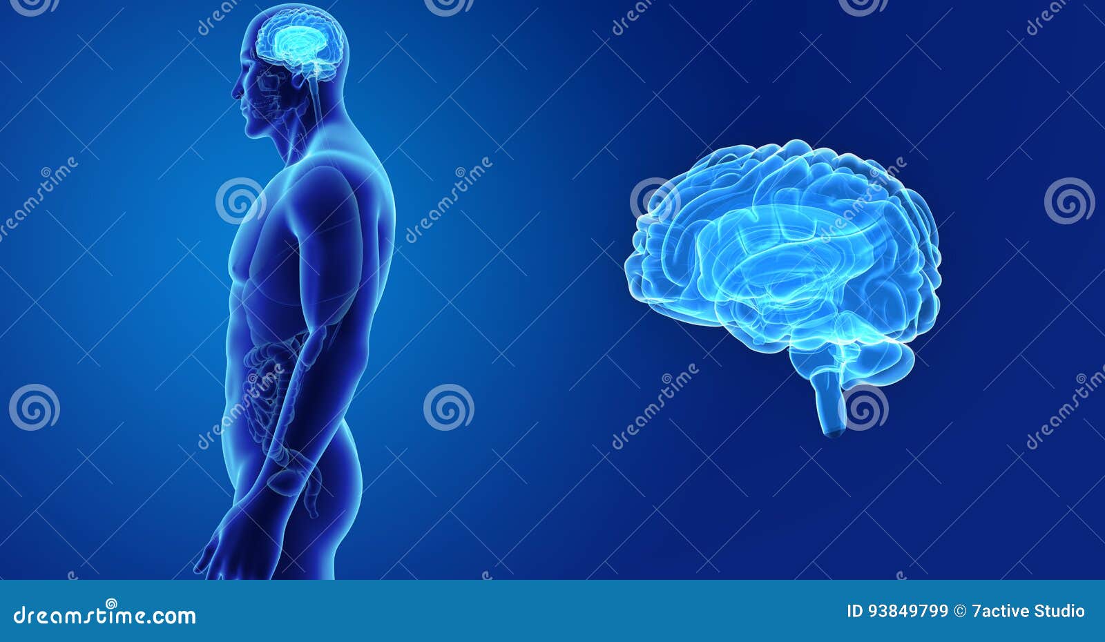 Human Brain Zoom with Organs Lateral View Stock Illustration ...