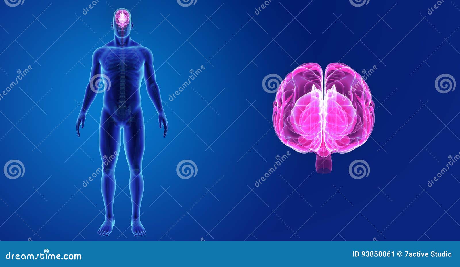 Human Brain Zoom with Skeleton Anterior View Stock Illustration ...