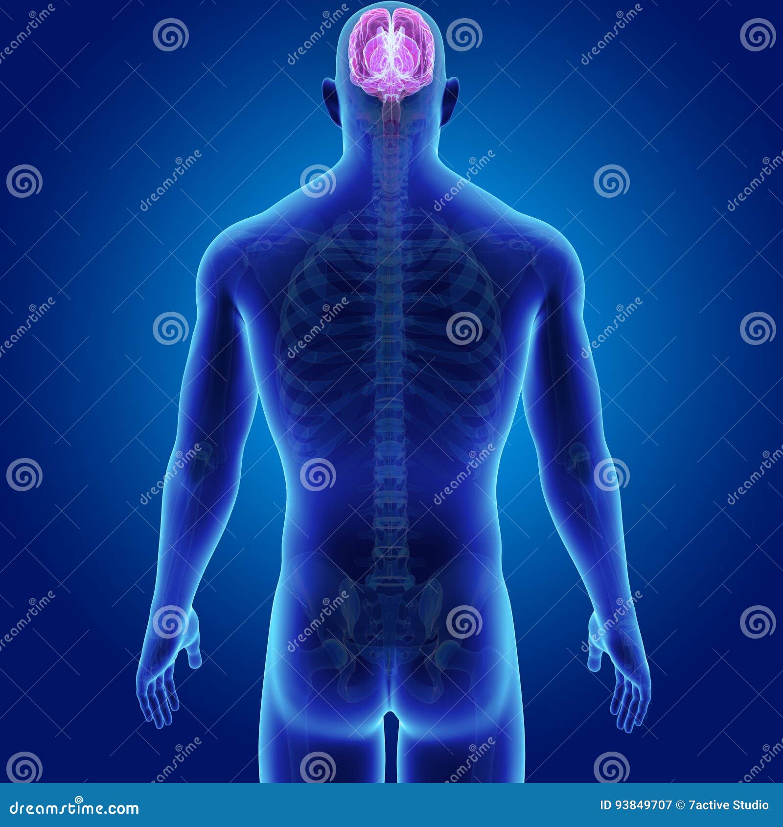 Human Brain Zoom with Skeleton Posterior View Stock Illustration ...