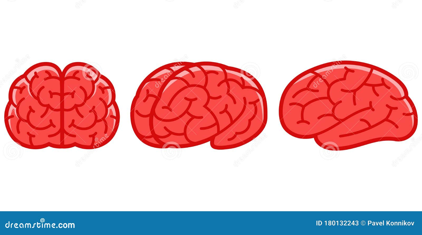 Human Brains in Cartoon Style. Stock Vector - Illustration of front ...