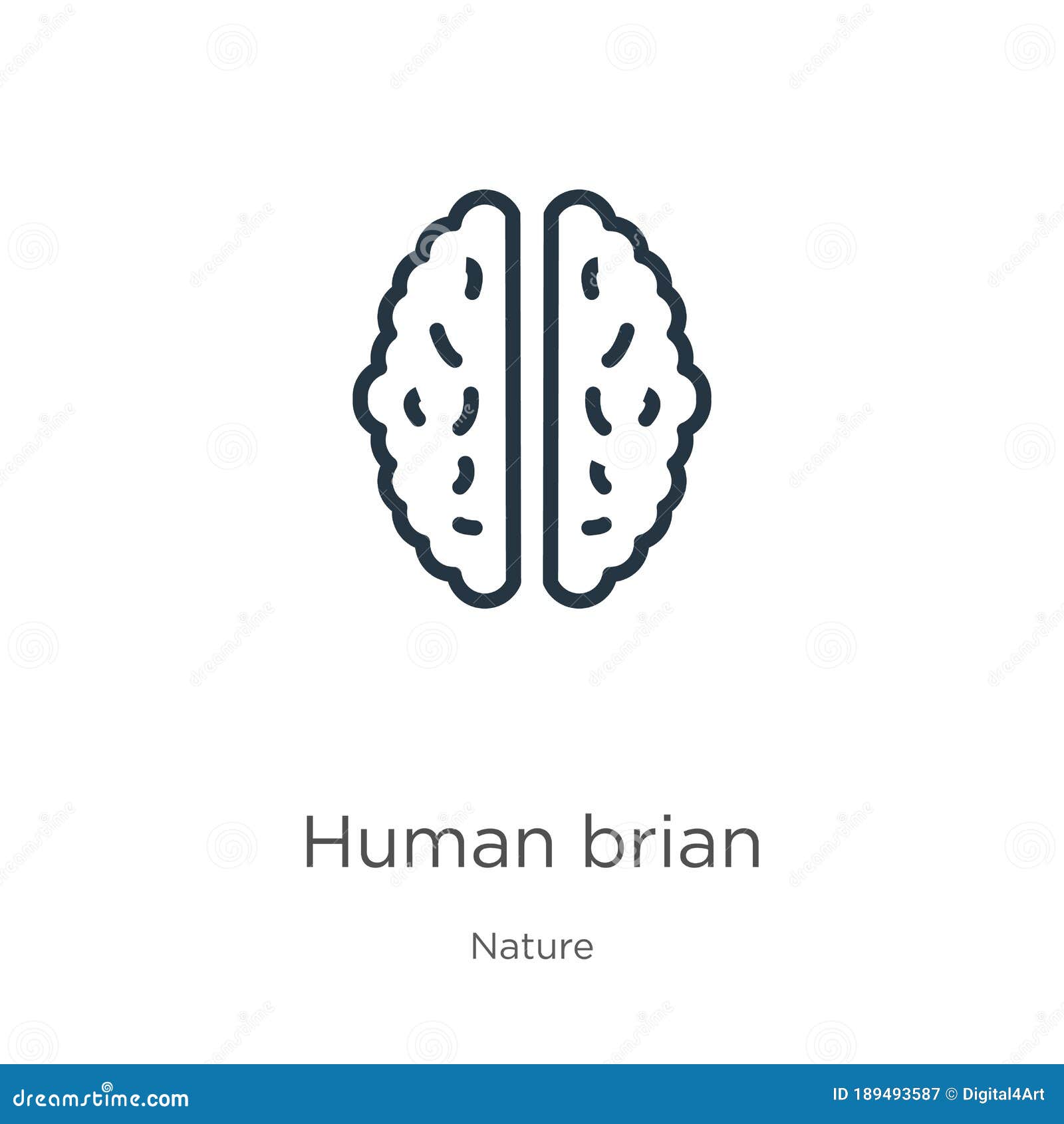 Human Brian, Stomach, Liver, Heart Isolated On White In Gray Color ...