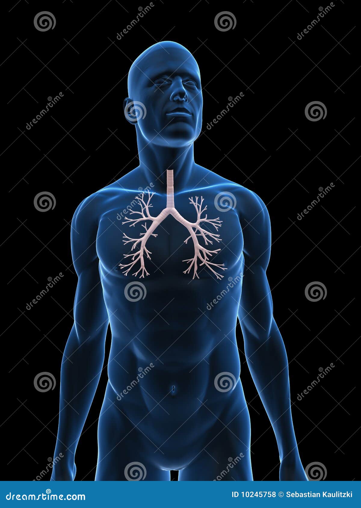 Human bronchi stock illustration. Illustration of transparent - 10245758
