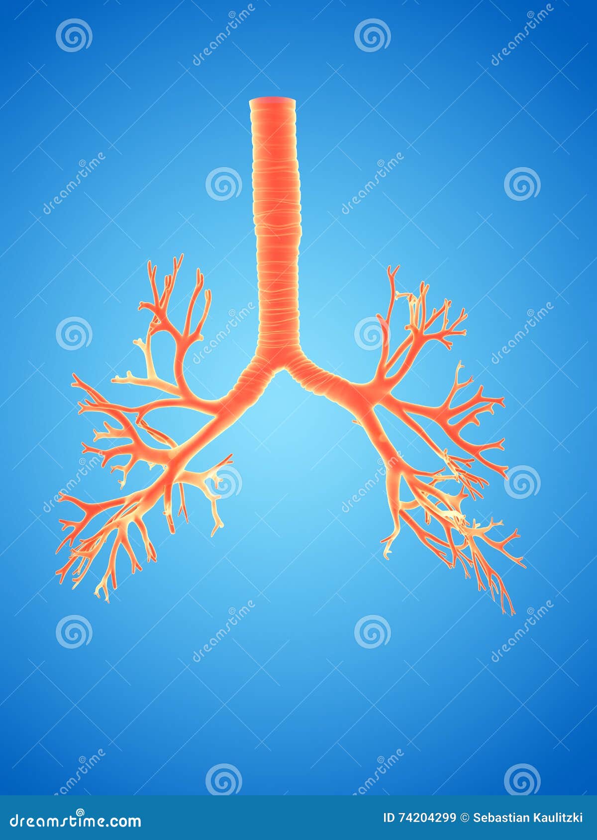The human bronchi stock illustration. Illustration of medicine - 74204299
