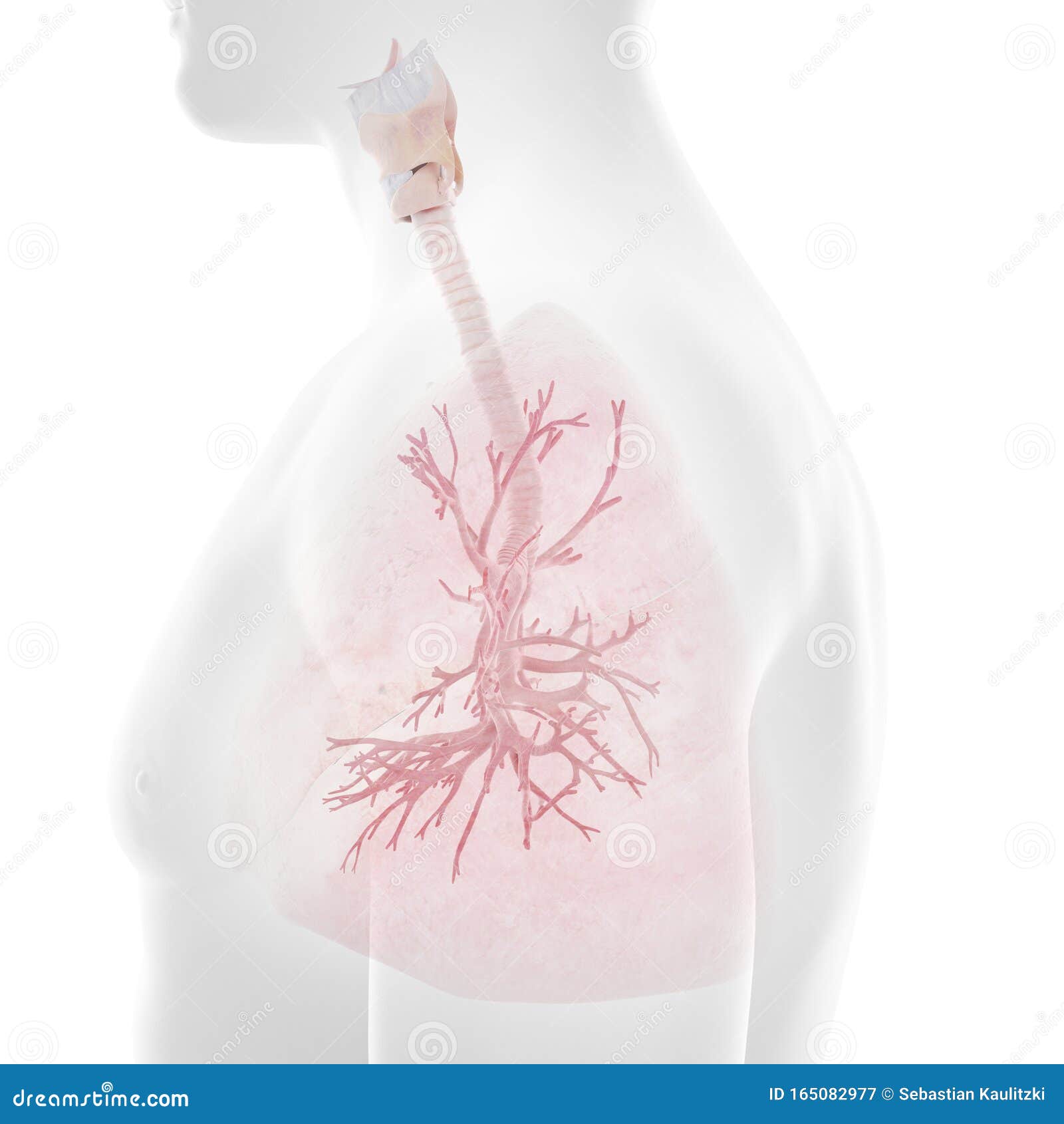 The human bronchi stock illustration. Illustration of bronchioles ...