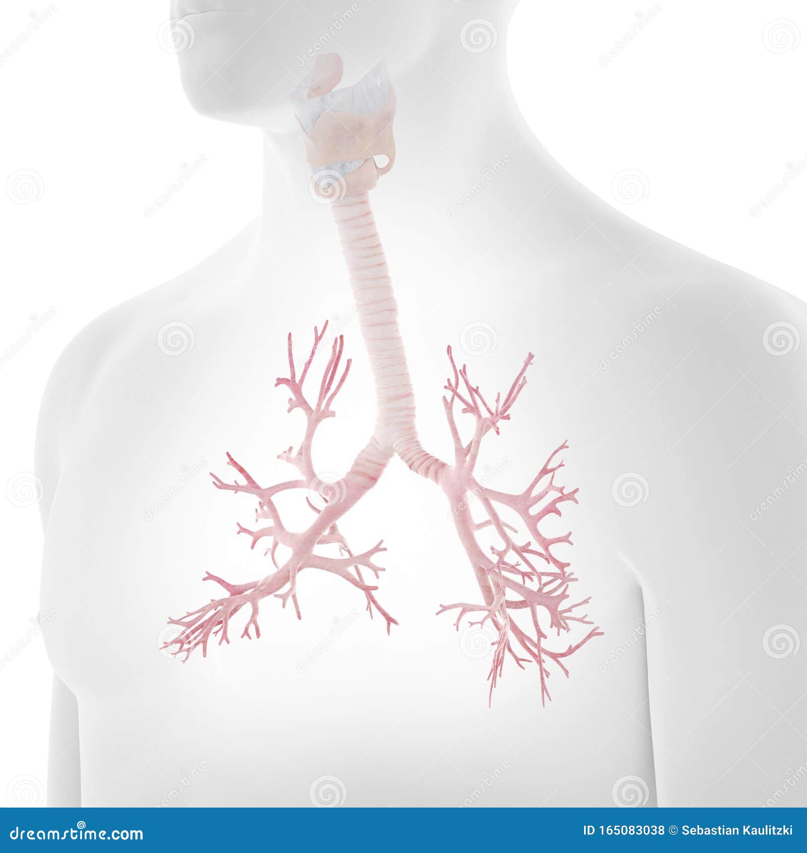 The human bronchi stock illustration. Illustration of body - 165083038