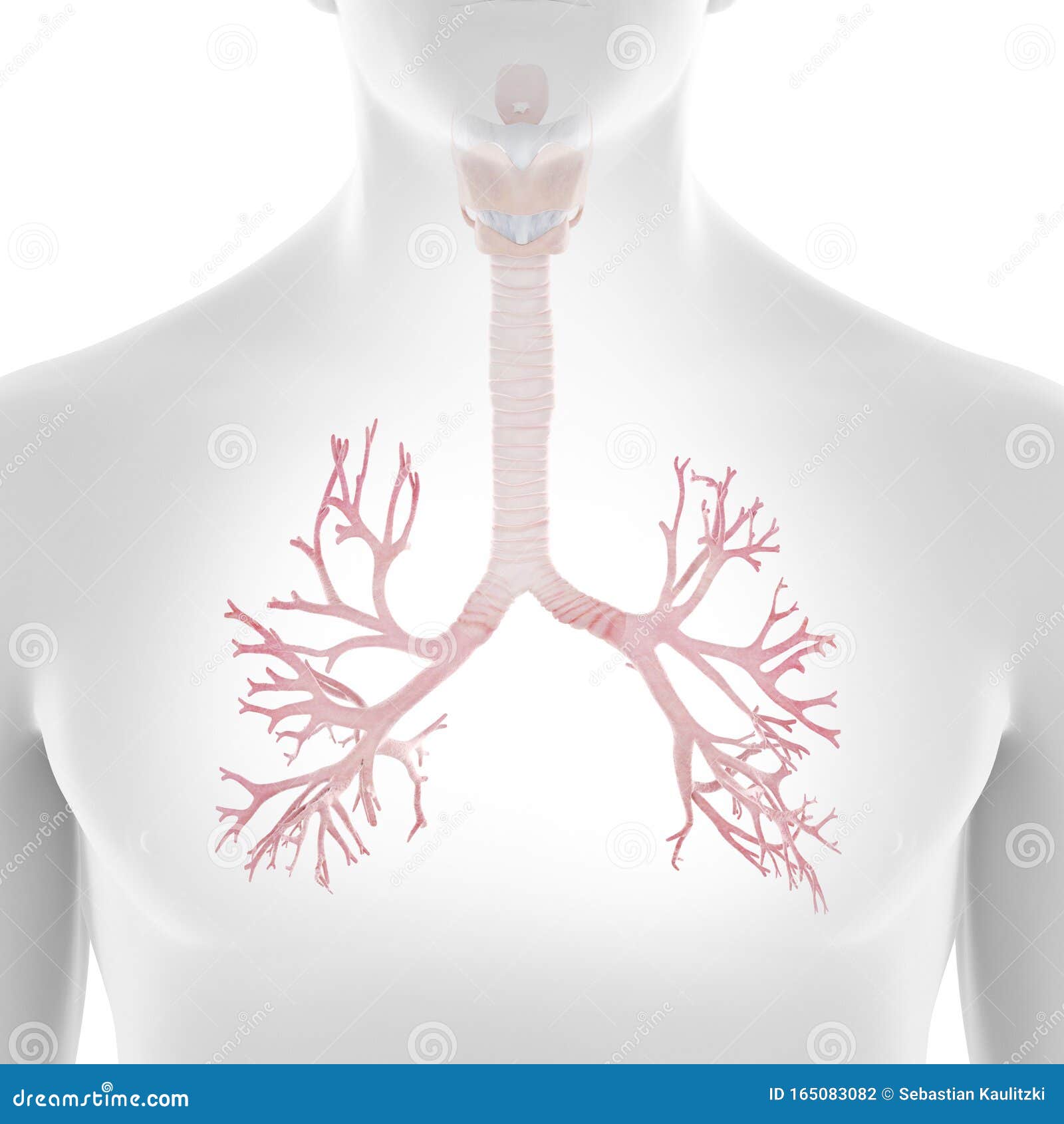 The human bronchi stock illustration. Illustration of pulmonary - 165083082